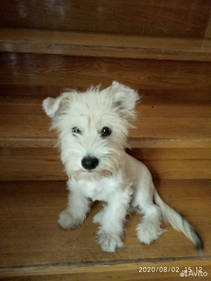 Йоркширский терьер