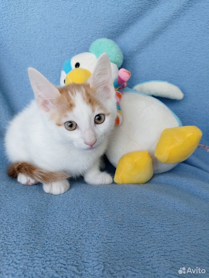 Котенок Джимми в добрые руки