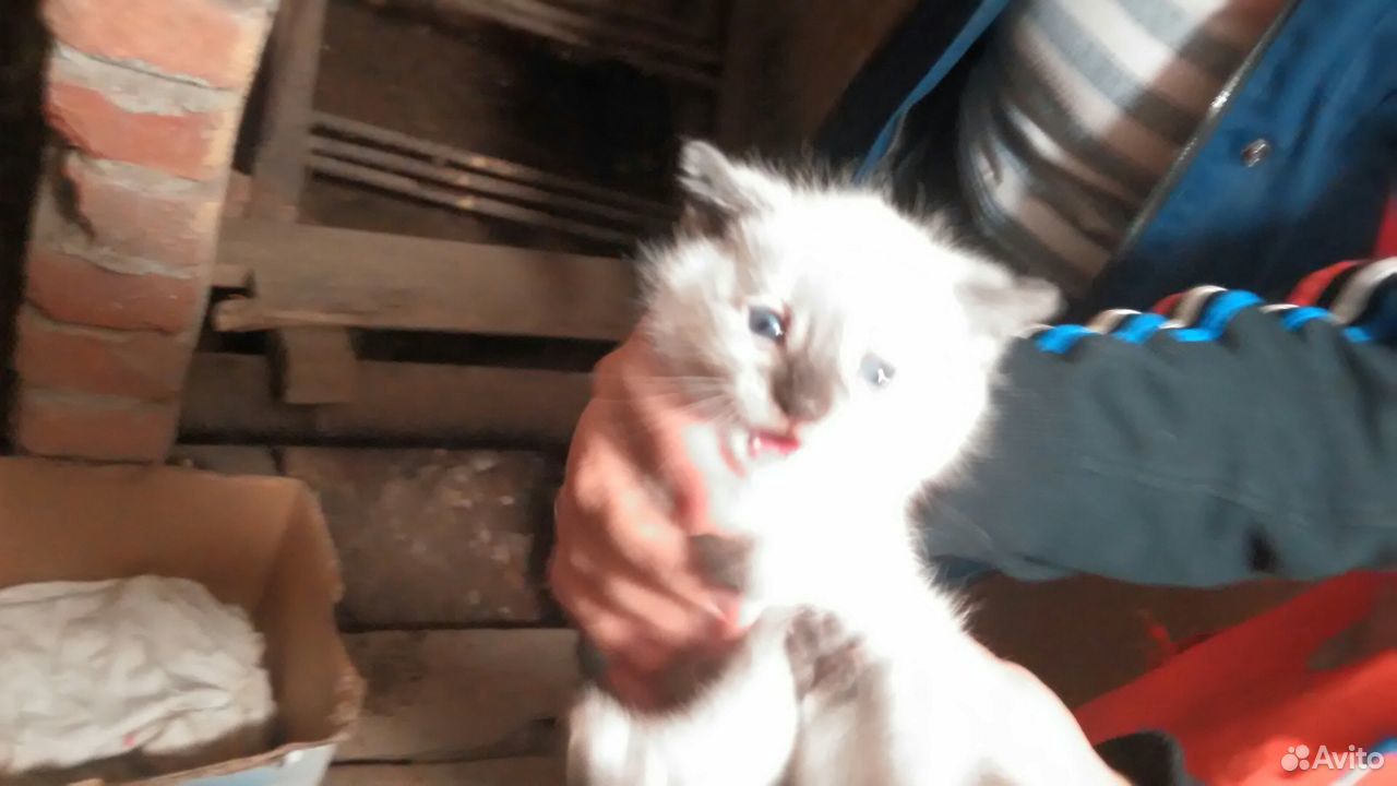 Котята