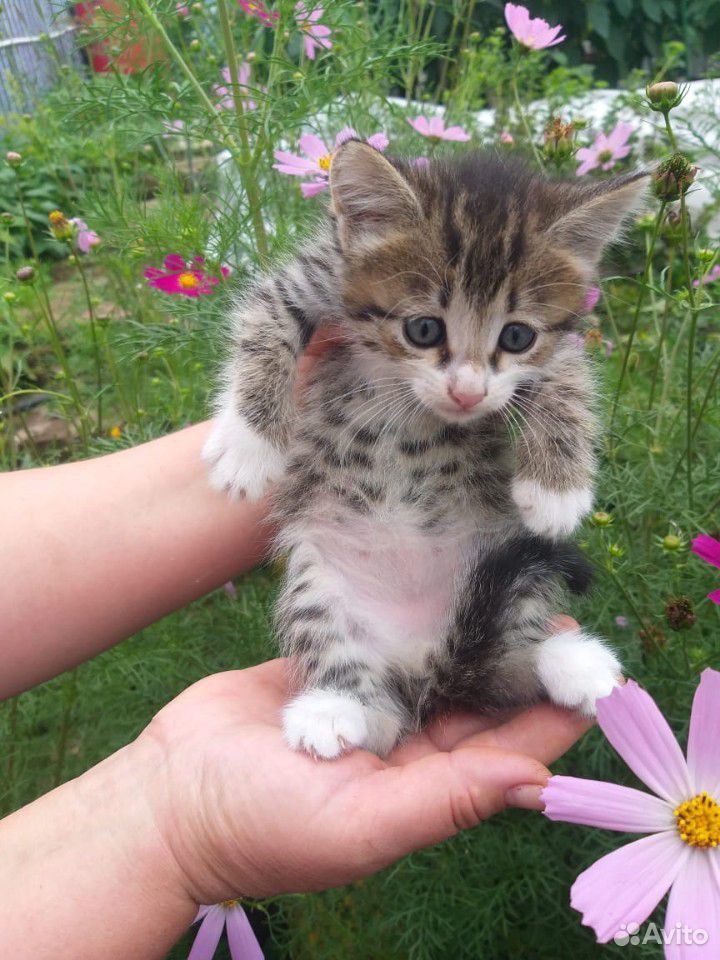 Котята