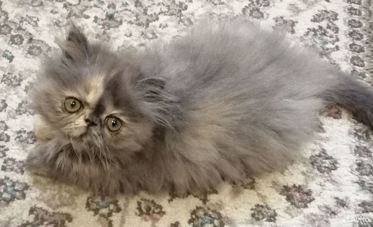 Персидский котенок