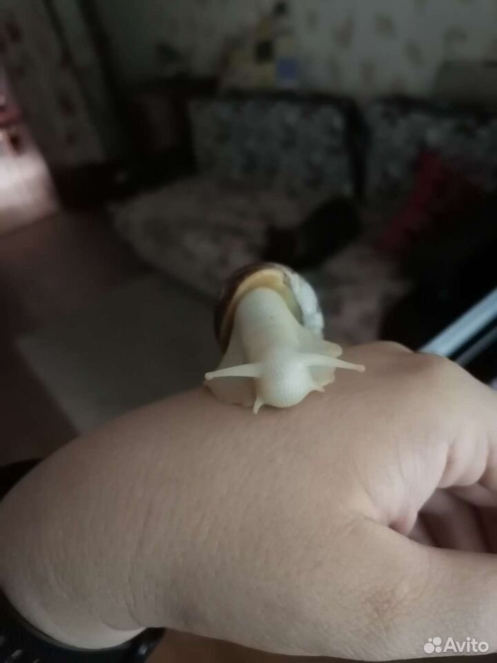 Улитки ахатины