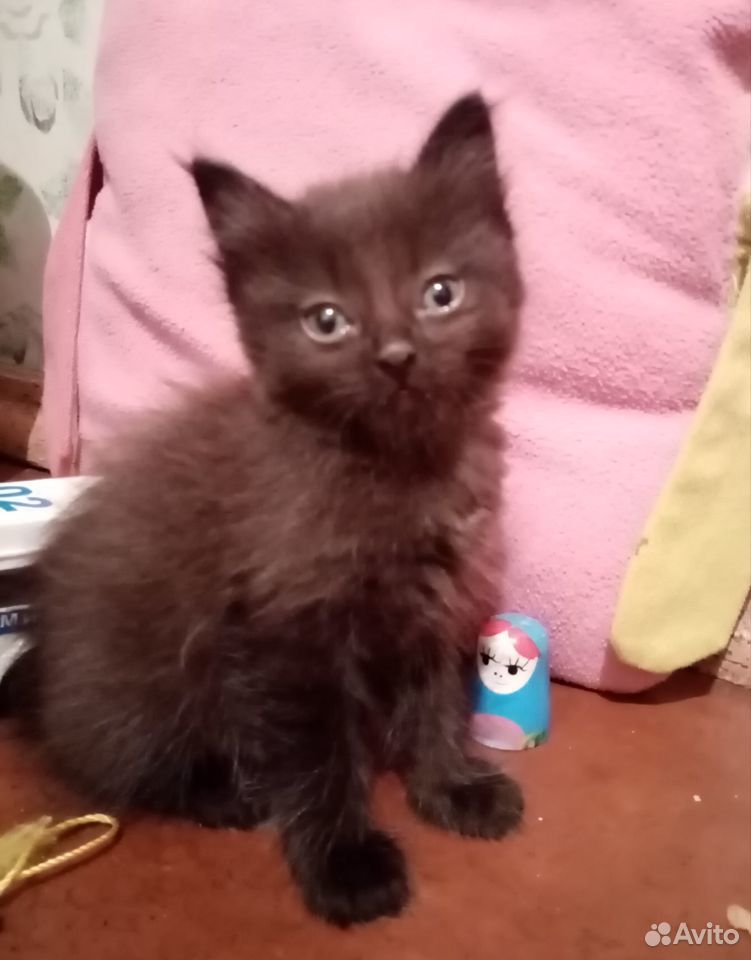 Кошка