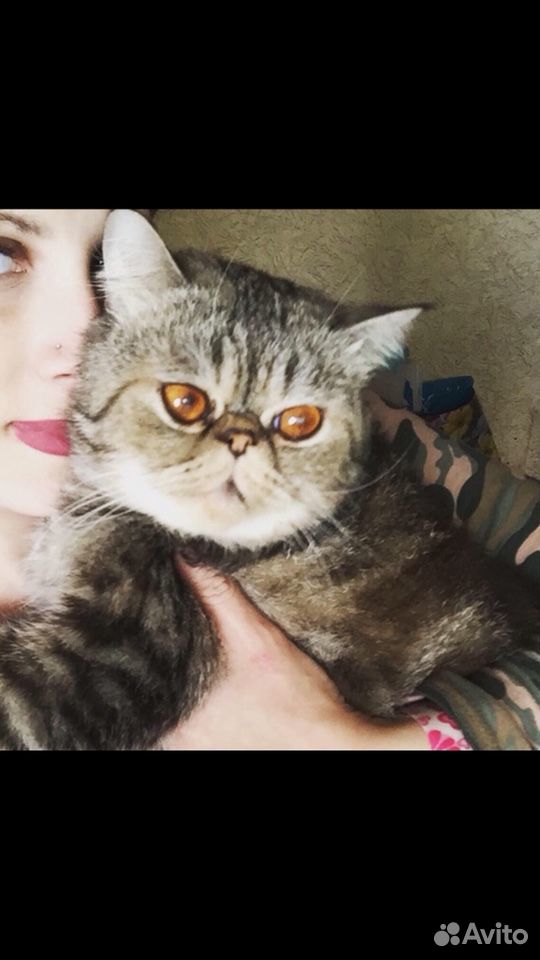 Кот Экзот