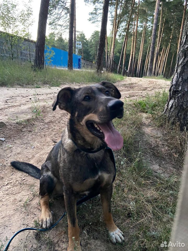 Шикарный пёс