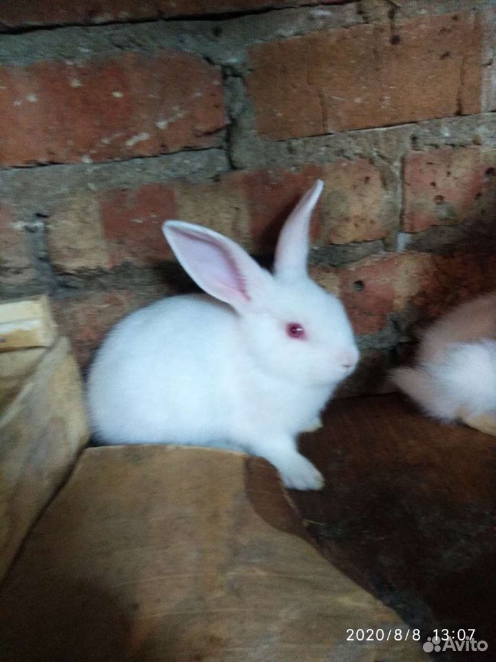 Белый панон