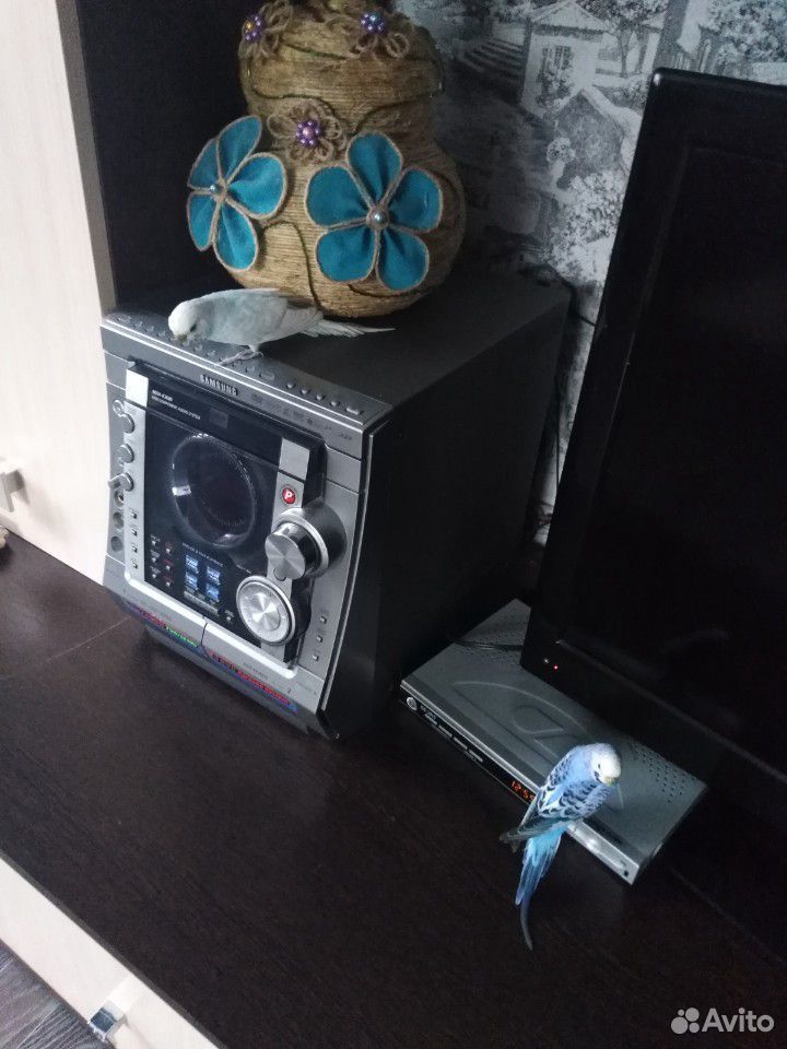 Волнистые попугаи