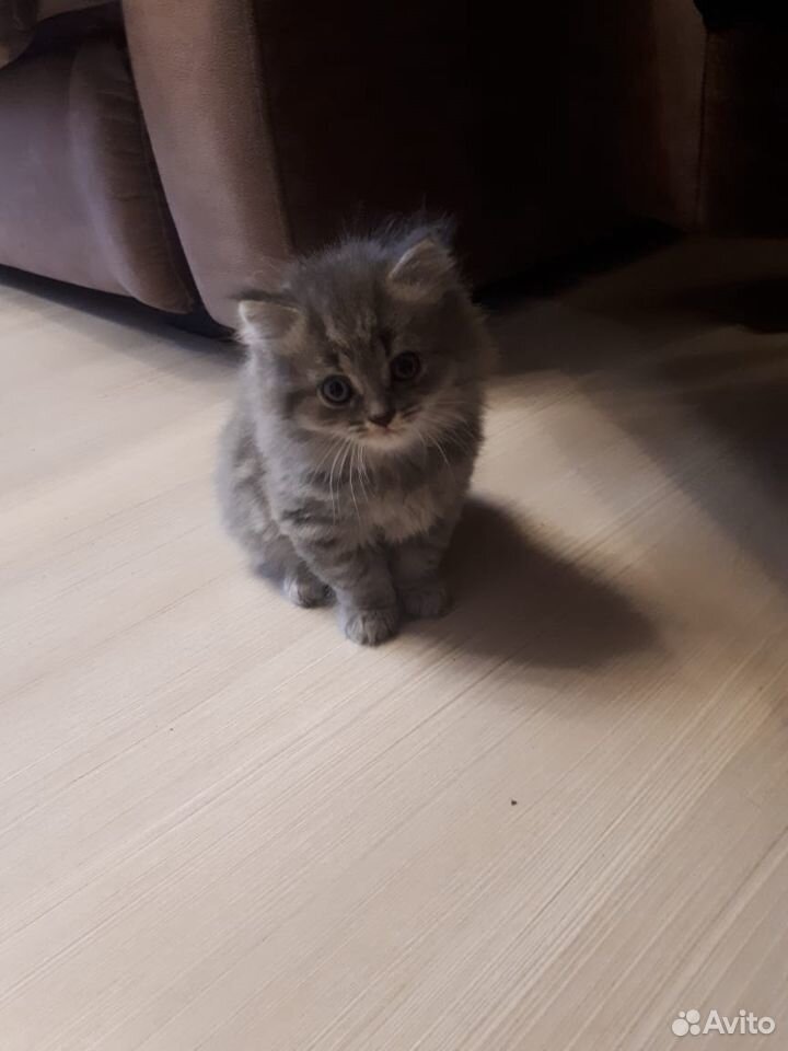 Шотландский котёнок. Девочка