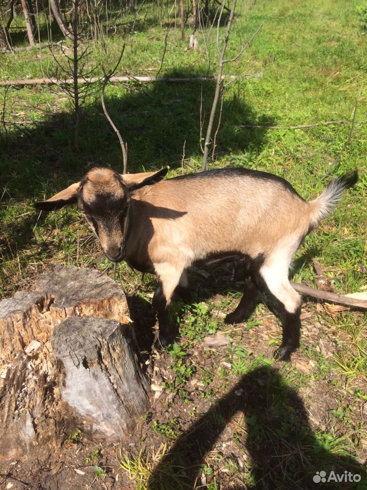 Сельхоз животные