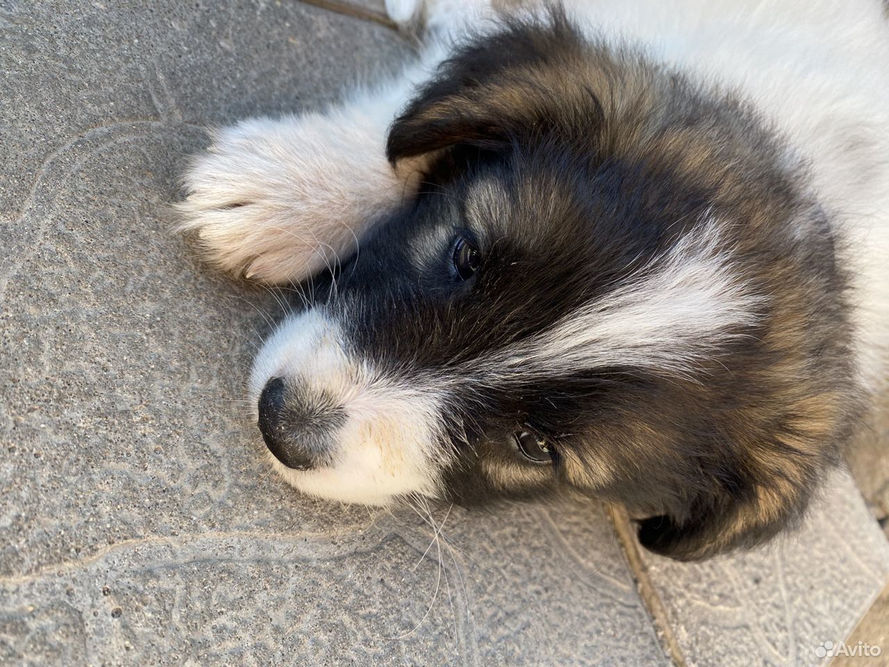 Щеночек. Дворняжка