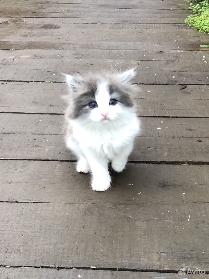 Котёнок ищет дом