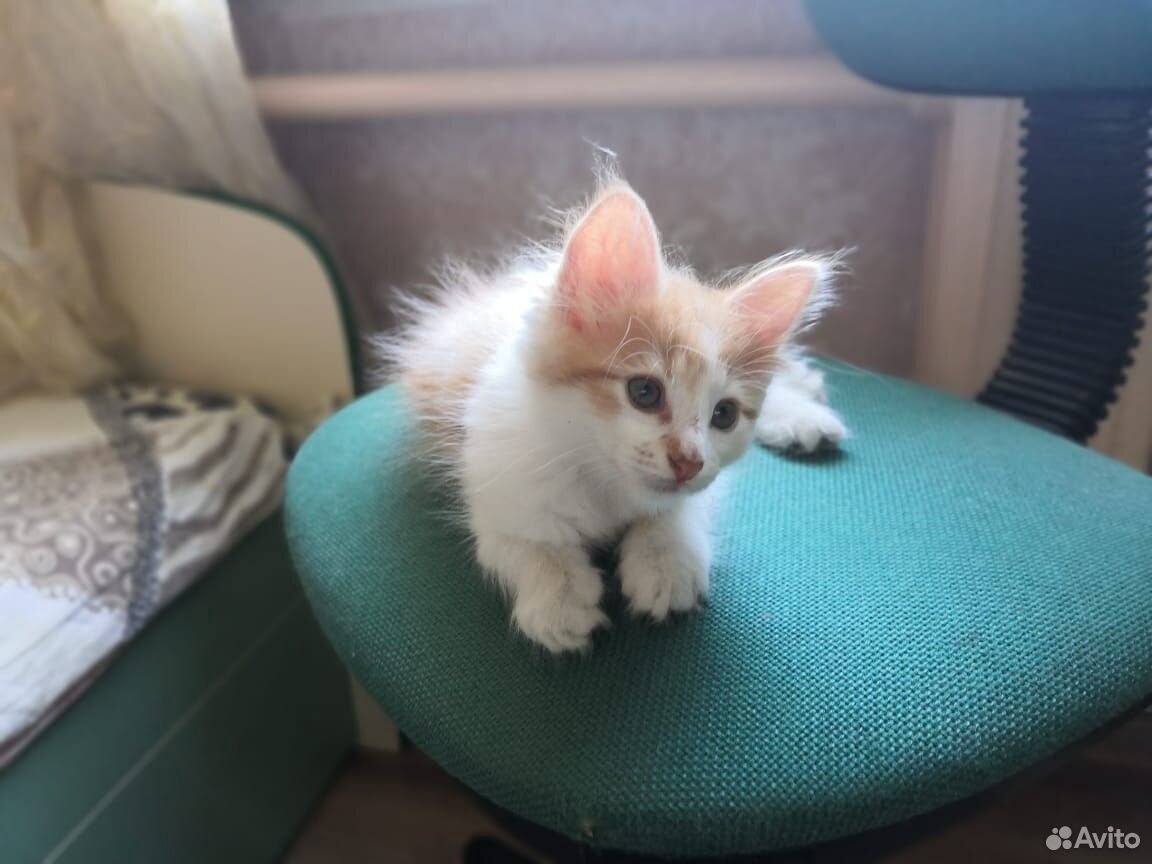 Котята ищут дом