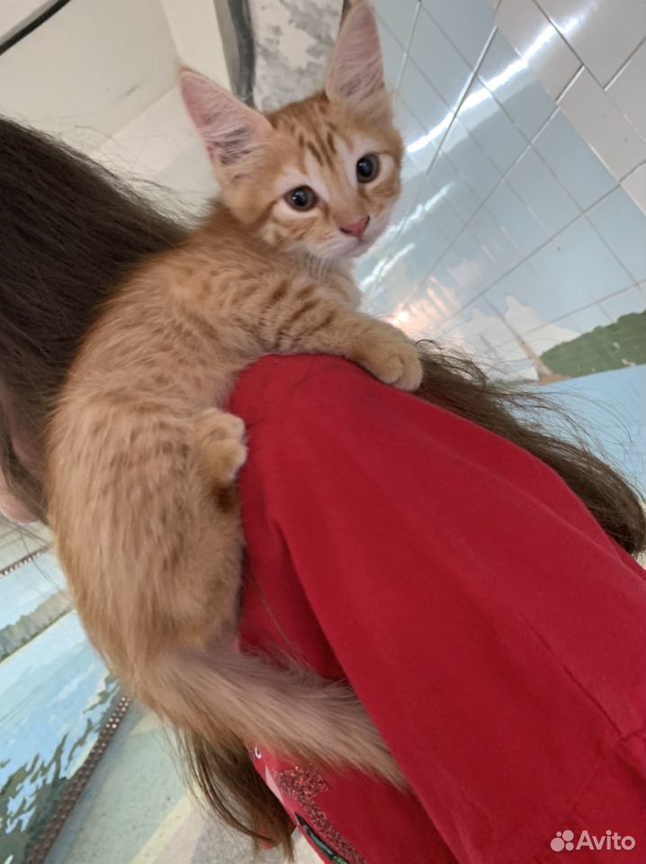 Котёнок в добрые руки