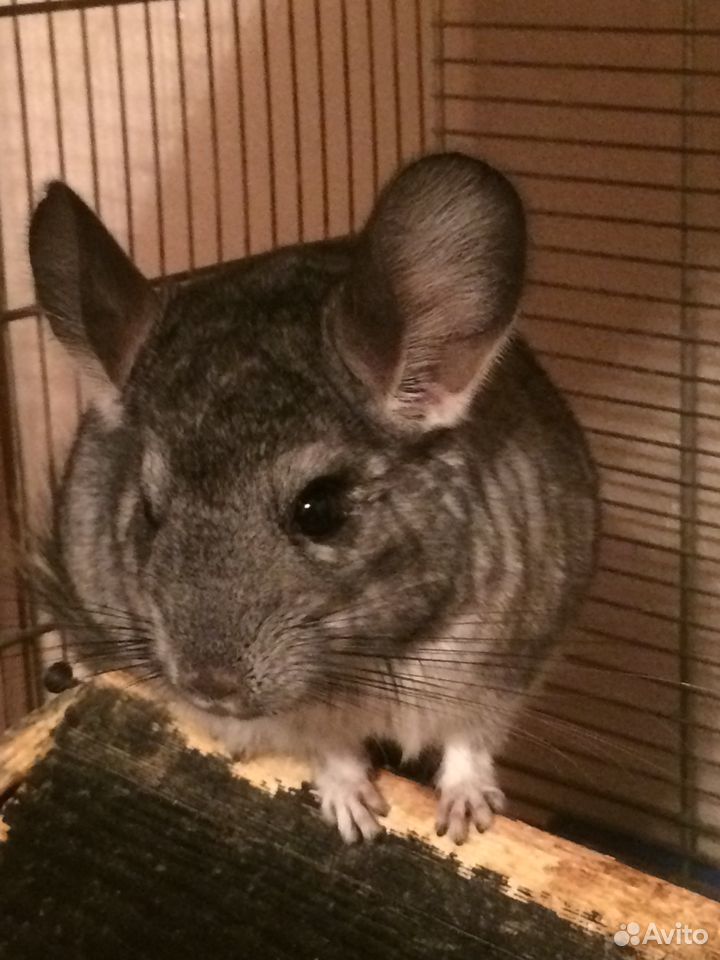 Шиншиленок стандарт