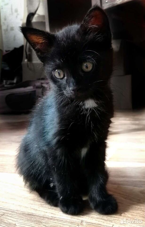 Котенек (девочка)