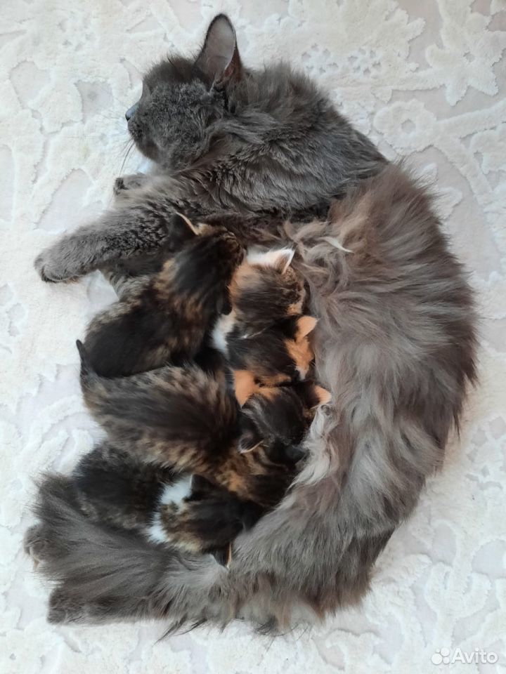 Котята