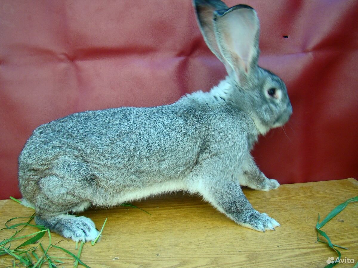 Продам кроликов