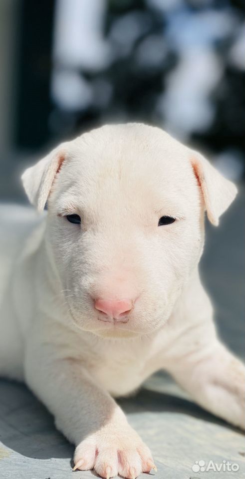 Булочки английские стандартики