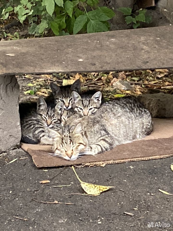 Котята в добрые руки
