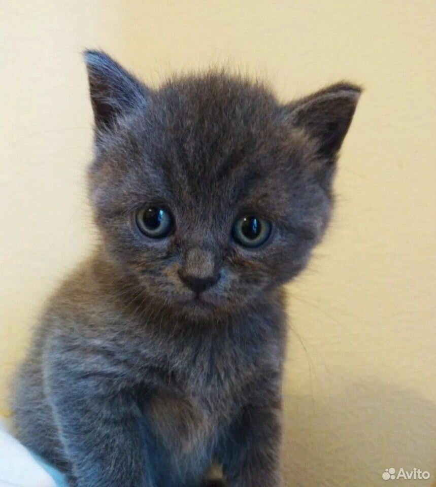 Британская