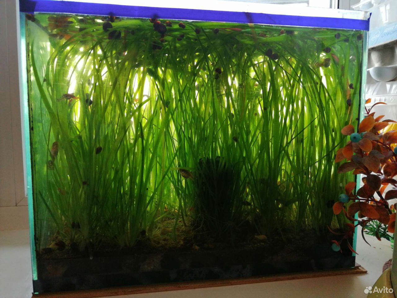 Аквариум