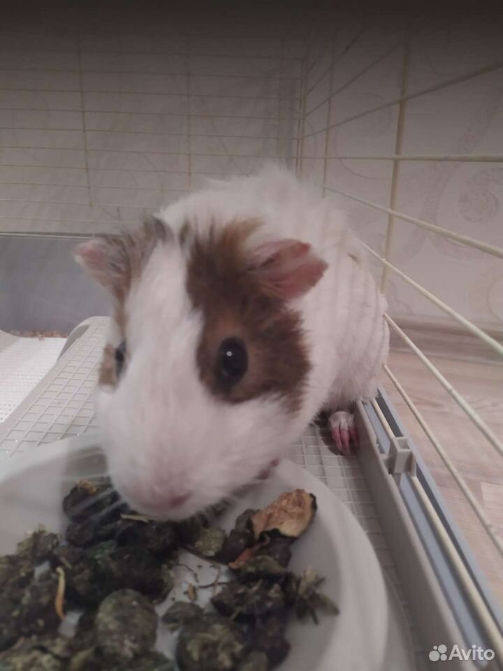 Морские свинки