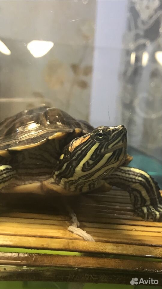 Черепаха красноухая с аквариумом и переноской