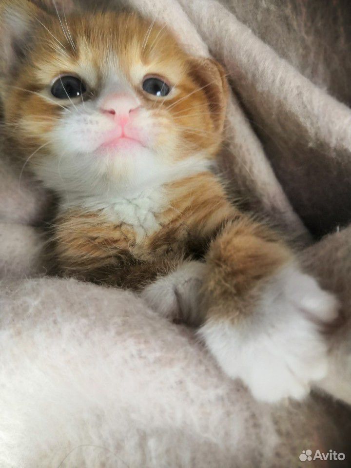 Котенок