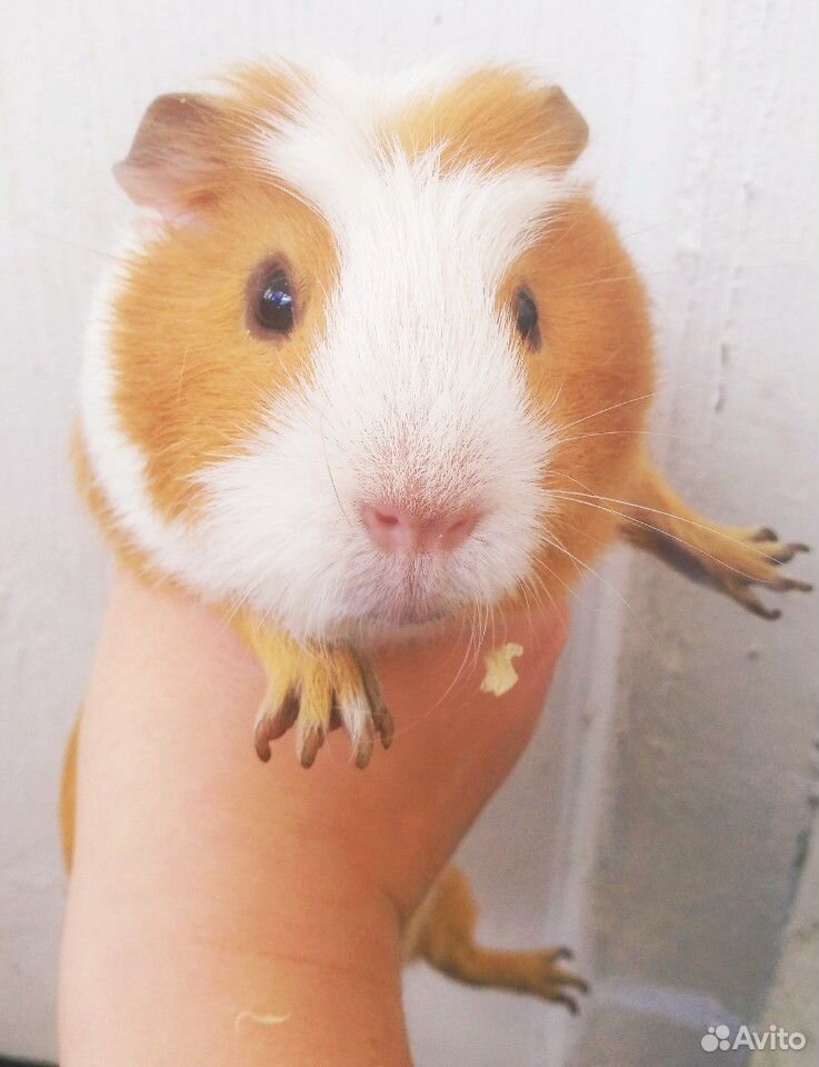 Морская свинка мальчик