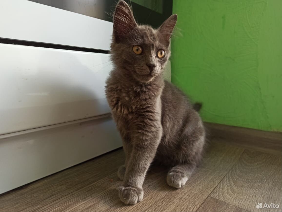 Котёнок в добрые руки