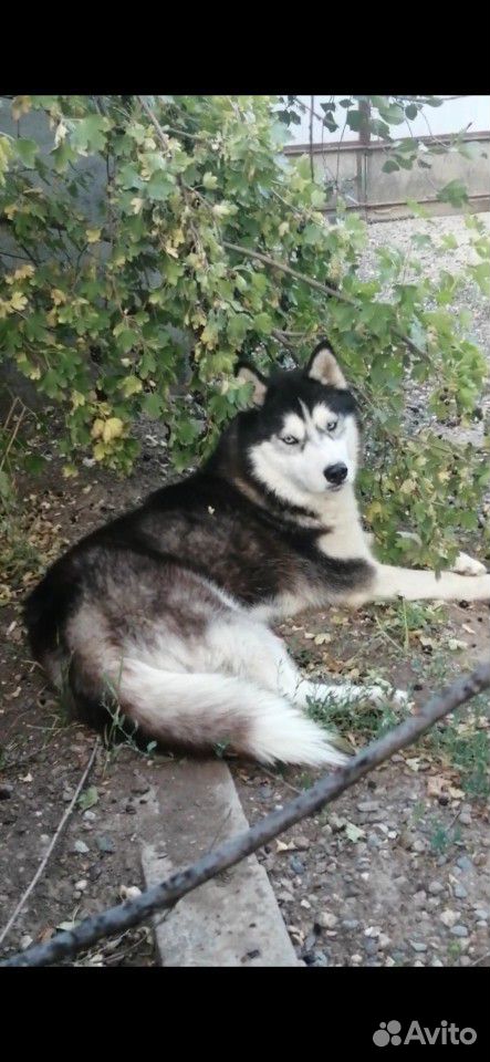 Сибирский хаски