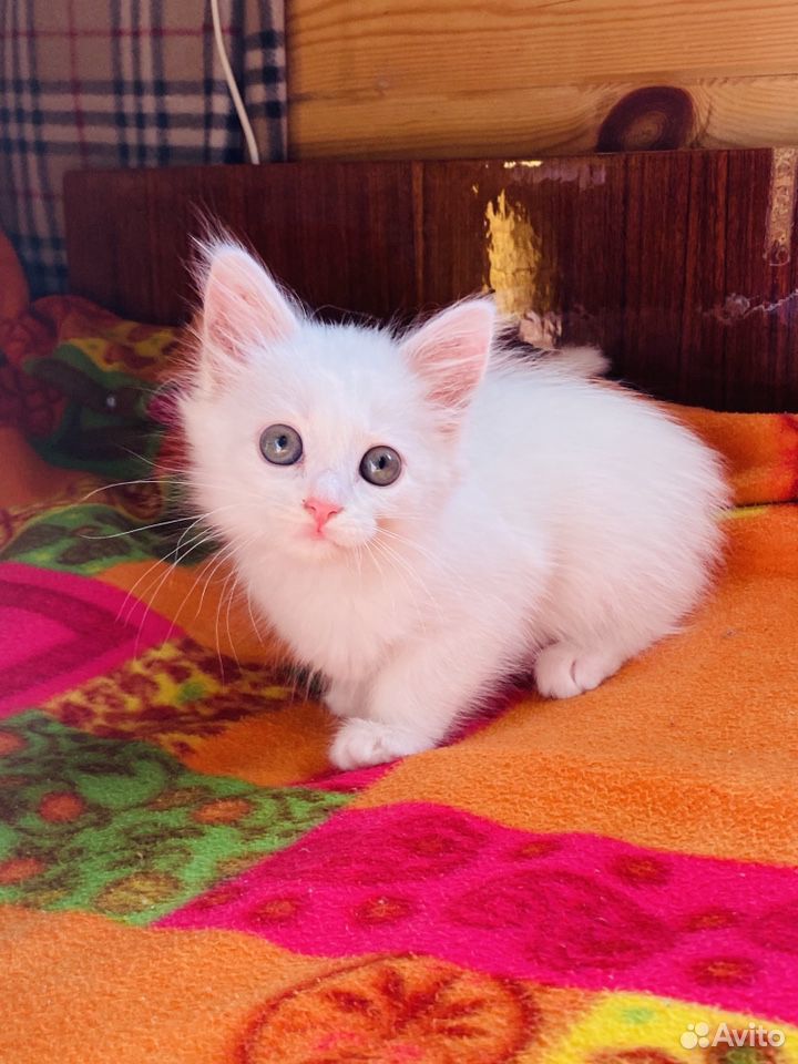 Ангорский котенок, девочка, 2 мес