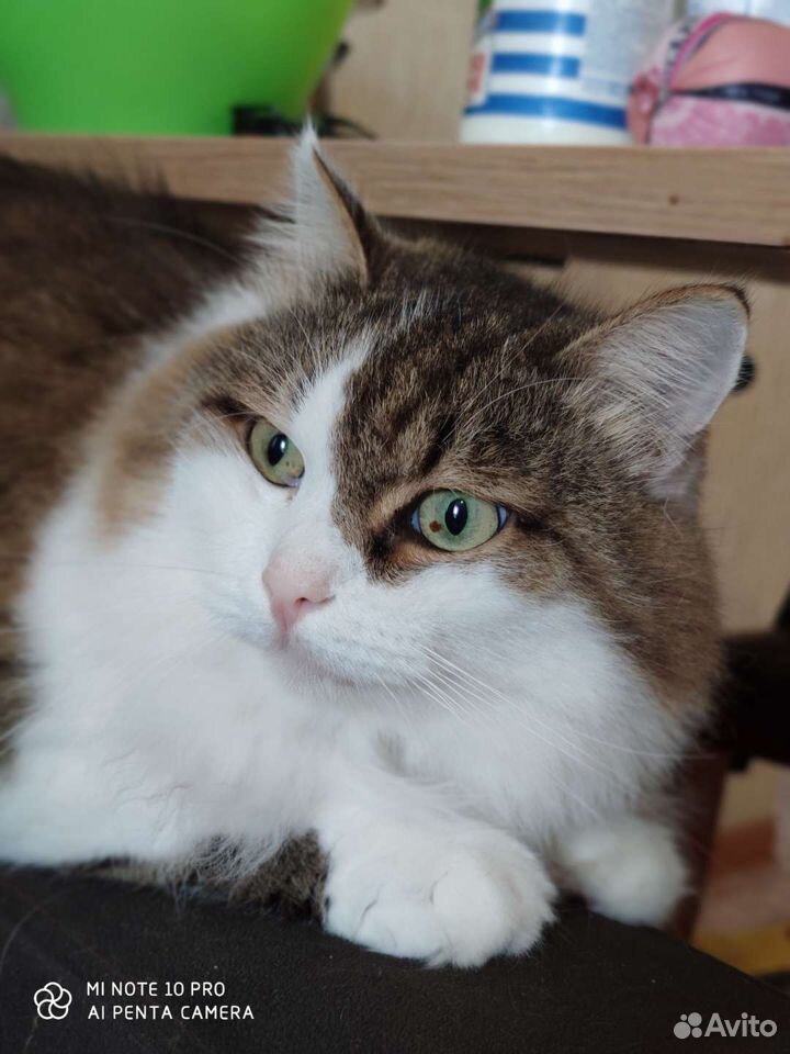 Сибирский кот