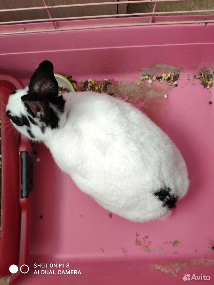 Декоративный кролик