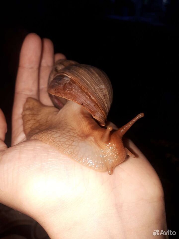 Улитка Ахатина