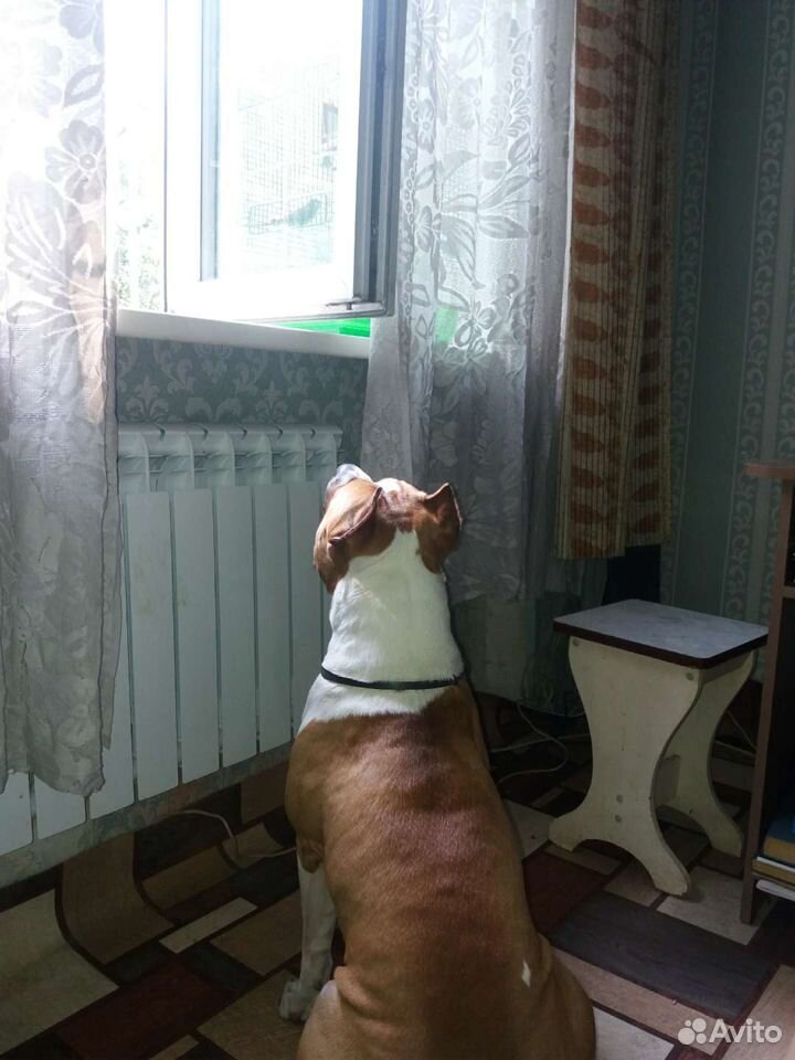 Вязка, кобель 3 года