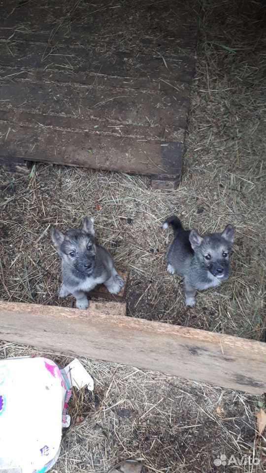 Продаються щенки, порода зсл