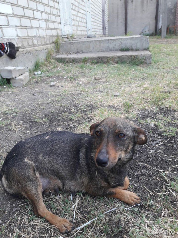 Собака потеряшка