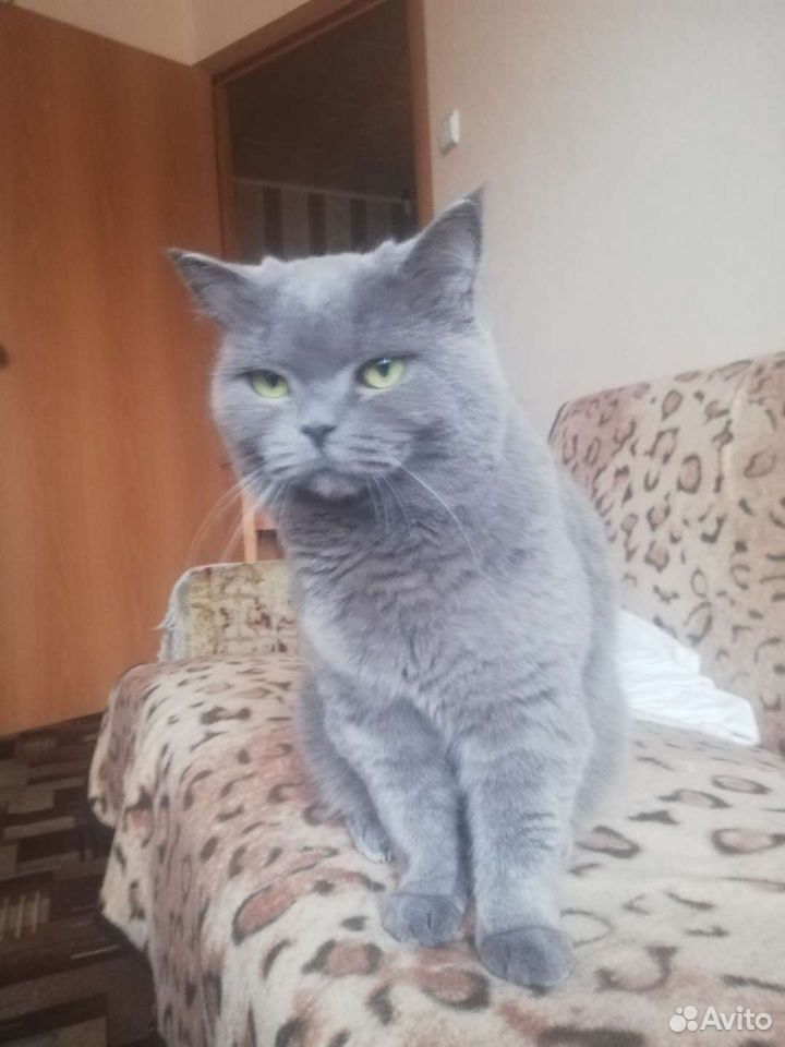 Британская кошка