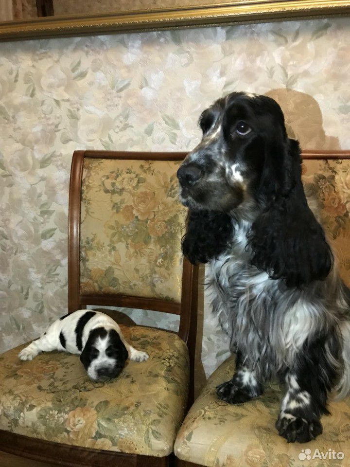 Спаниель английский