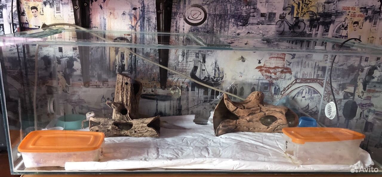 Террариум и эублефары