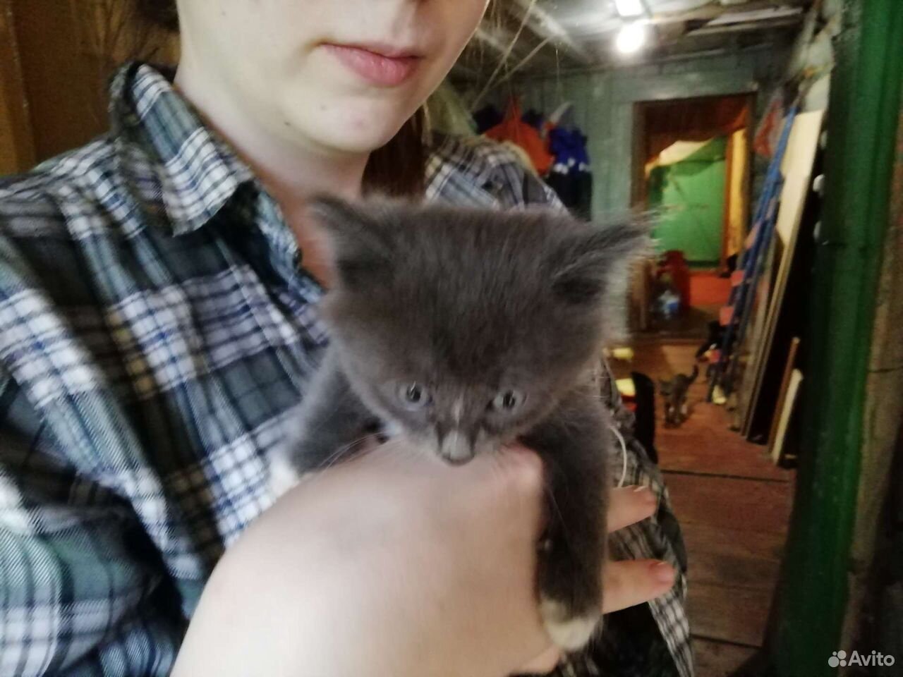 4 маленьких котёнка
