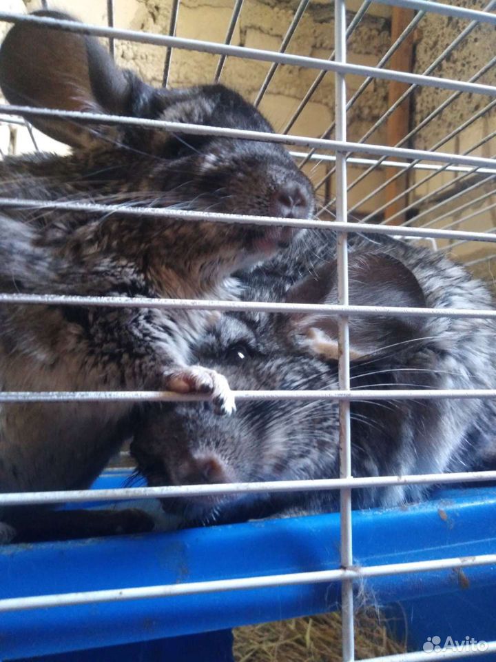 Отдам в добрые руки двух Шиншилл