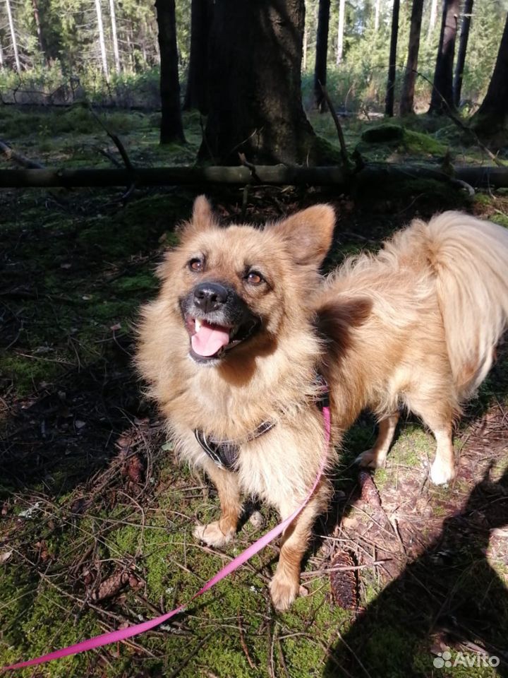 Метис шпица в дар