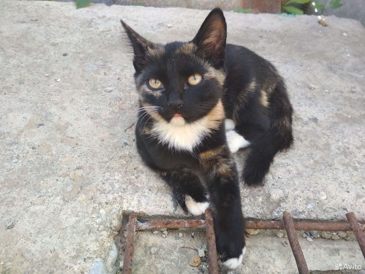 Котёнок черепашка