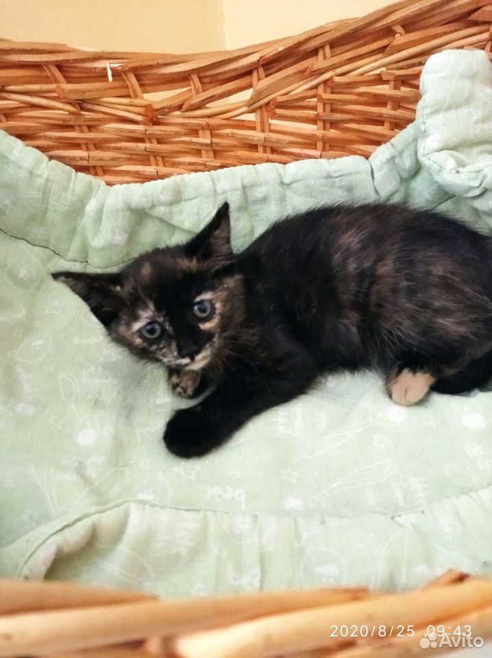 Котенок