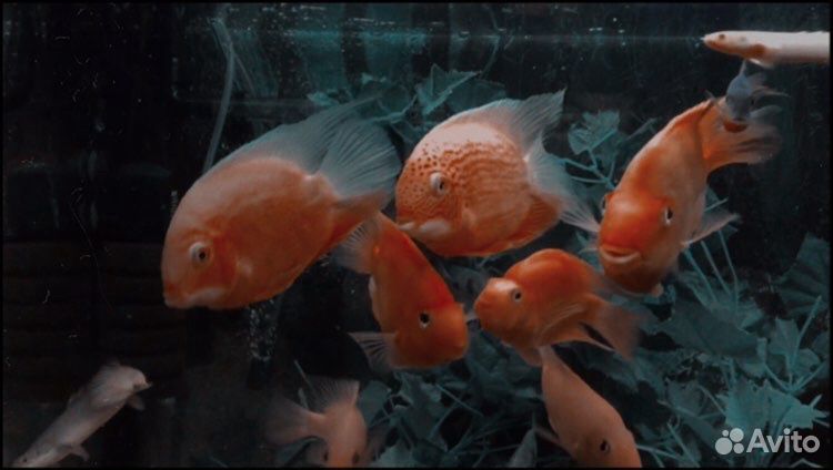 Большие цихлиды и сомы