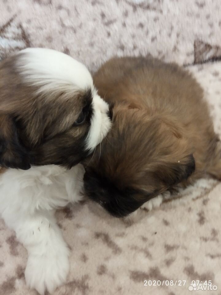 Щенки пекинеса