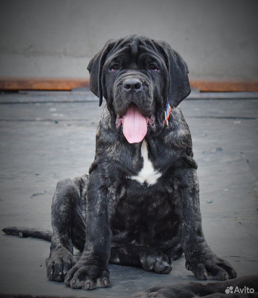 Шилопопая девочка мастино