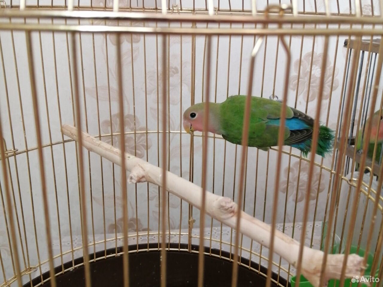 Попугай